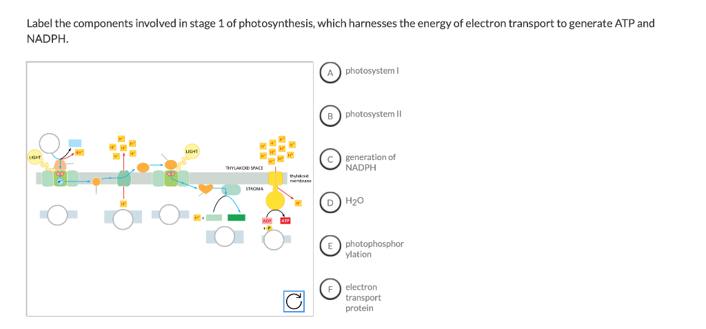 Solved Label the components involved in stage 1 of | Chegg.com