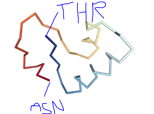 Solved 1) What is the N-terminal amino acid and the | Chegg.com