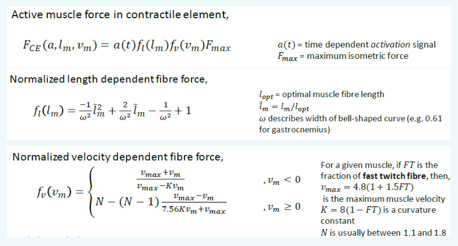 The active contractile component of a muscle is | Chegg.com