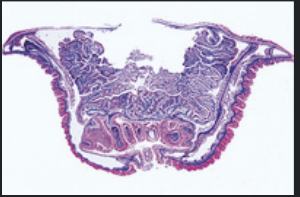 Solved Label as many parts for this metridium image | Chegg.com