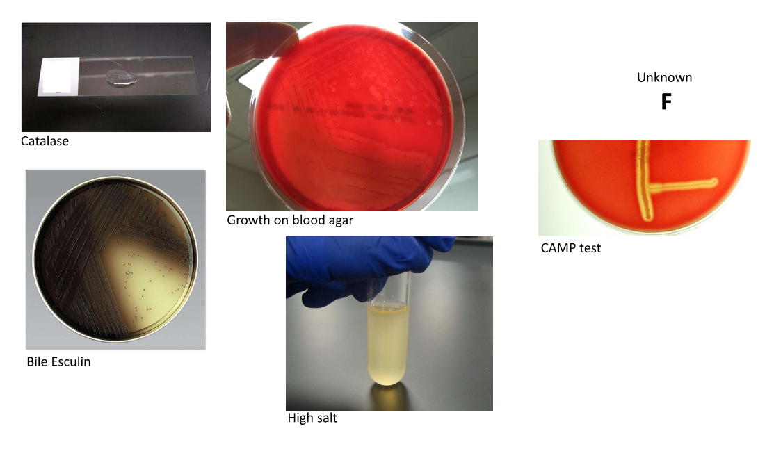 Solved Catalase Mannitol plate Coagulase (Staphyloslide | Chegg.com