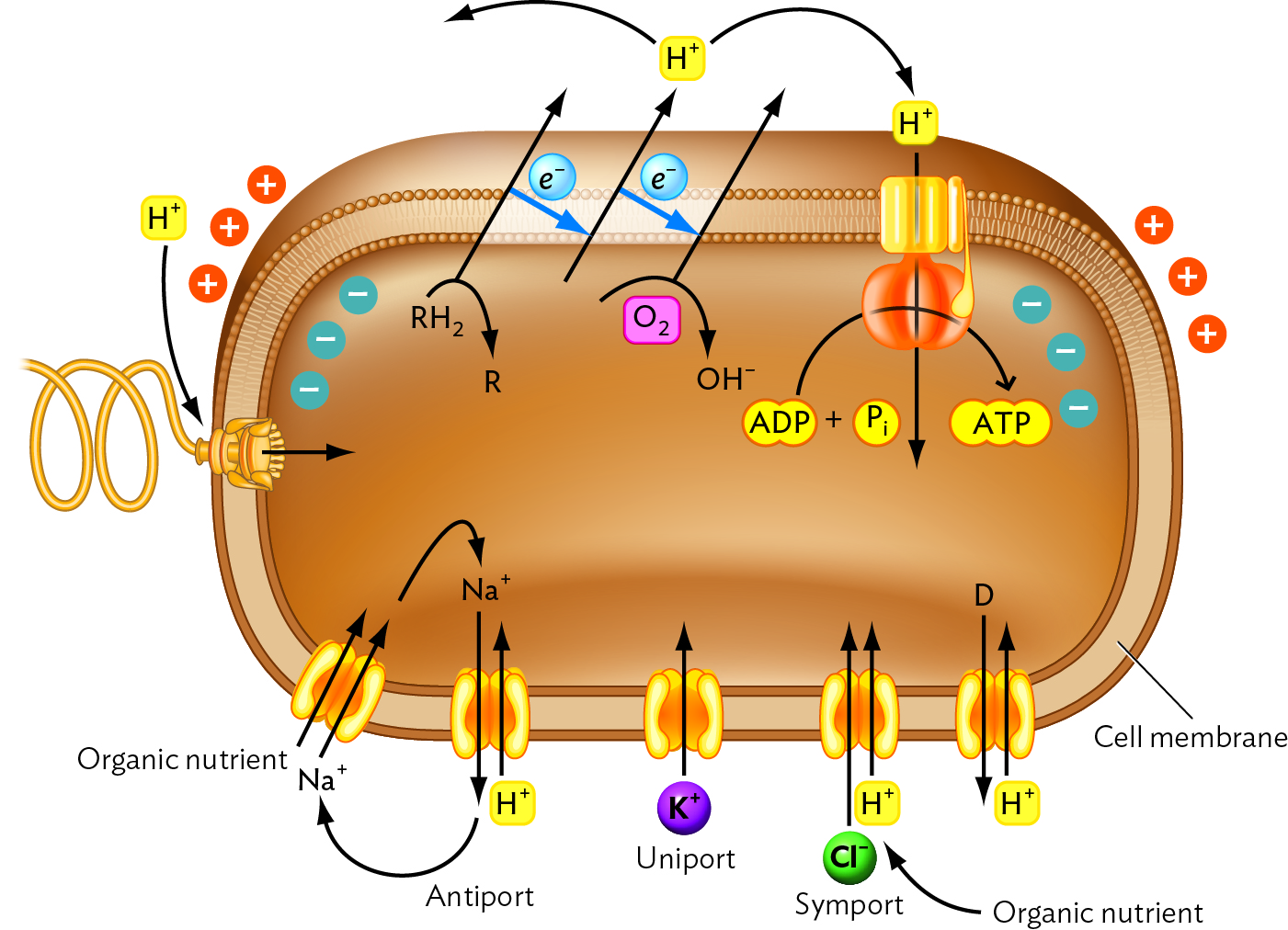 Proton Gradient Formation And Atp Synthesis Masteringbiology