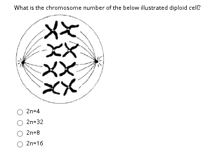 Solved What is the chromosome number of the below | Chegg.com