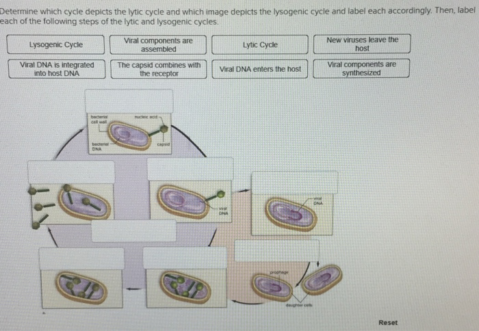 Solved Determine which cycle depicts the lytic cycle and | Chegg.com