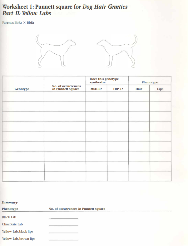 Solved Worksheet 1: Punnett square for Dog Hair Genetics | Chegg.com