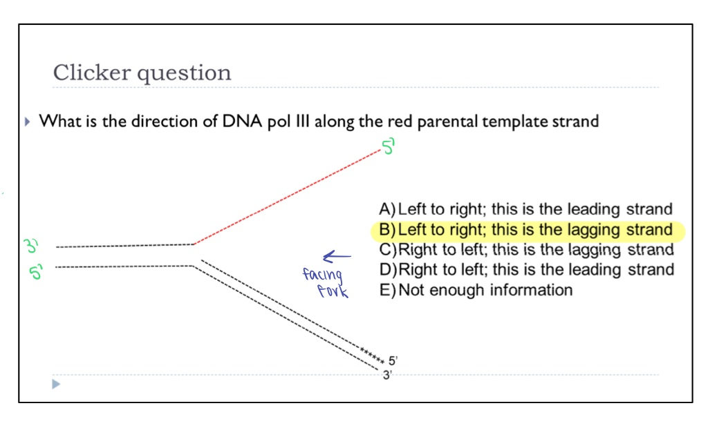 Solved What is the direction of DNA polymerase III along the | Chegg.com