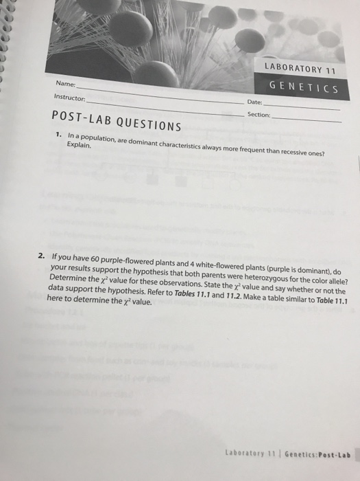 Solved LABORATORY 11 GENETICS Name Instructor: Date: | Chegg.com