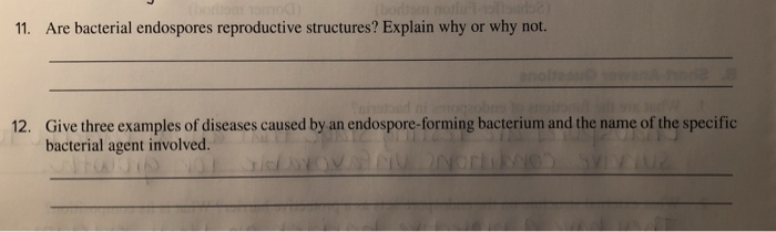Solved 11. Are bacterial endospores reproductive structures? | Chegg.com