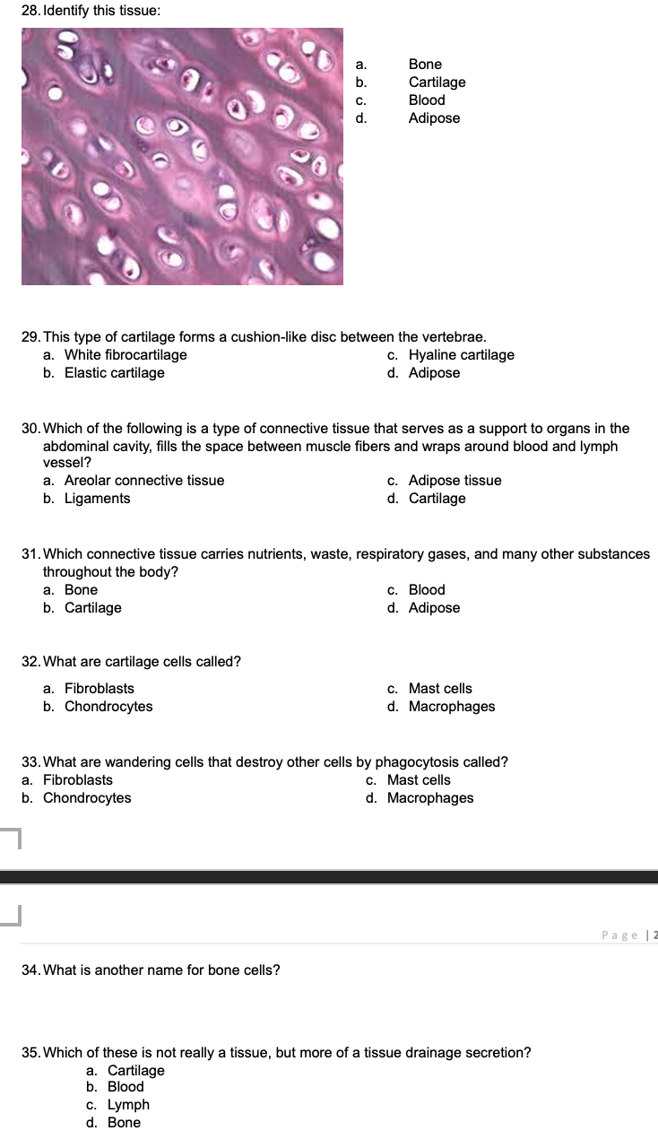 Solved 28. Identify this tissue: a. Bone b. Cartilage c. | Chegg.com