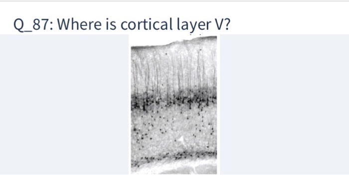 Solved Q_87: Where is cortical layer V? | Chegg.com