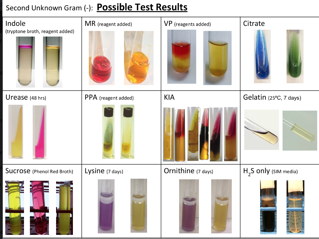 Solved Chart A: I MV IC + Enterobacter aerogenes | Chegg.com