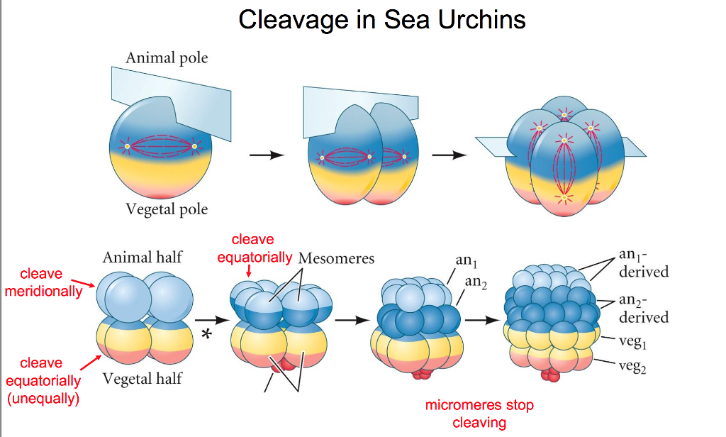 Solved Could embryonic development proceed normally if the | Chegg.com