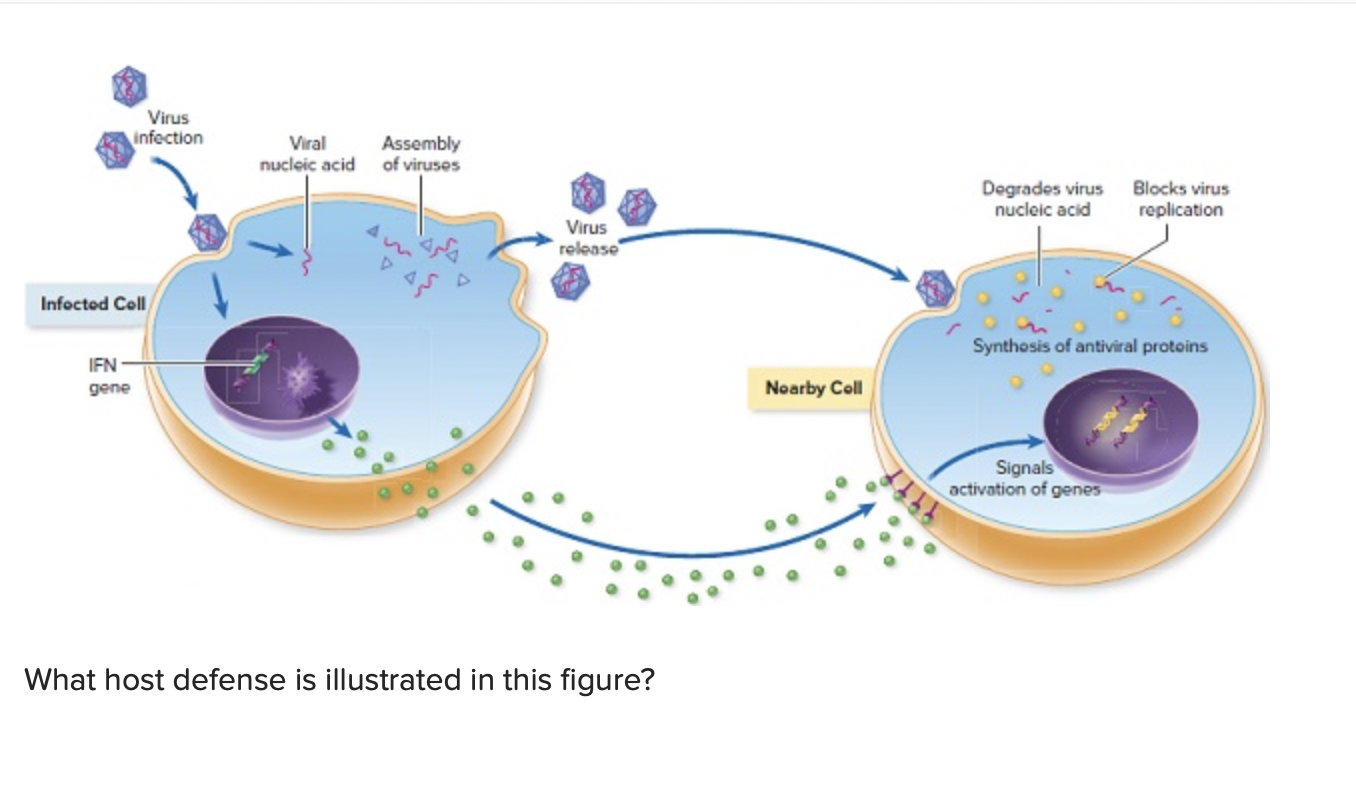 Solved Complement; second line defense Interferon; first | Chegg.com