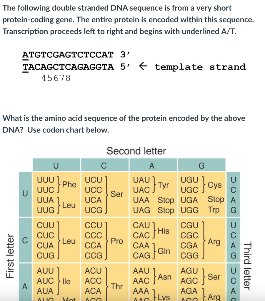 Solved The following double stranded DNA sequence is from a | Chegg.com