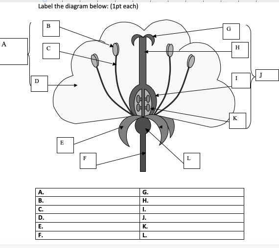 Solved Label the diagram below: (1pt each) A. G. E. K. | Chegg.com