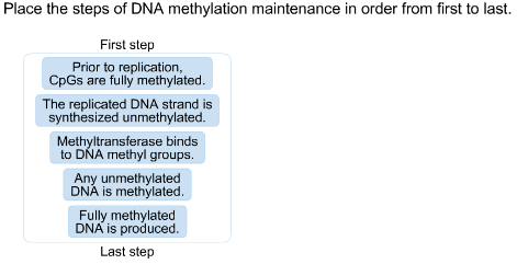 Solved Place the steps of DNA methylation maintenance in | Chegg.com
