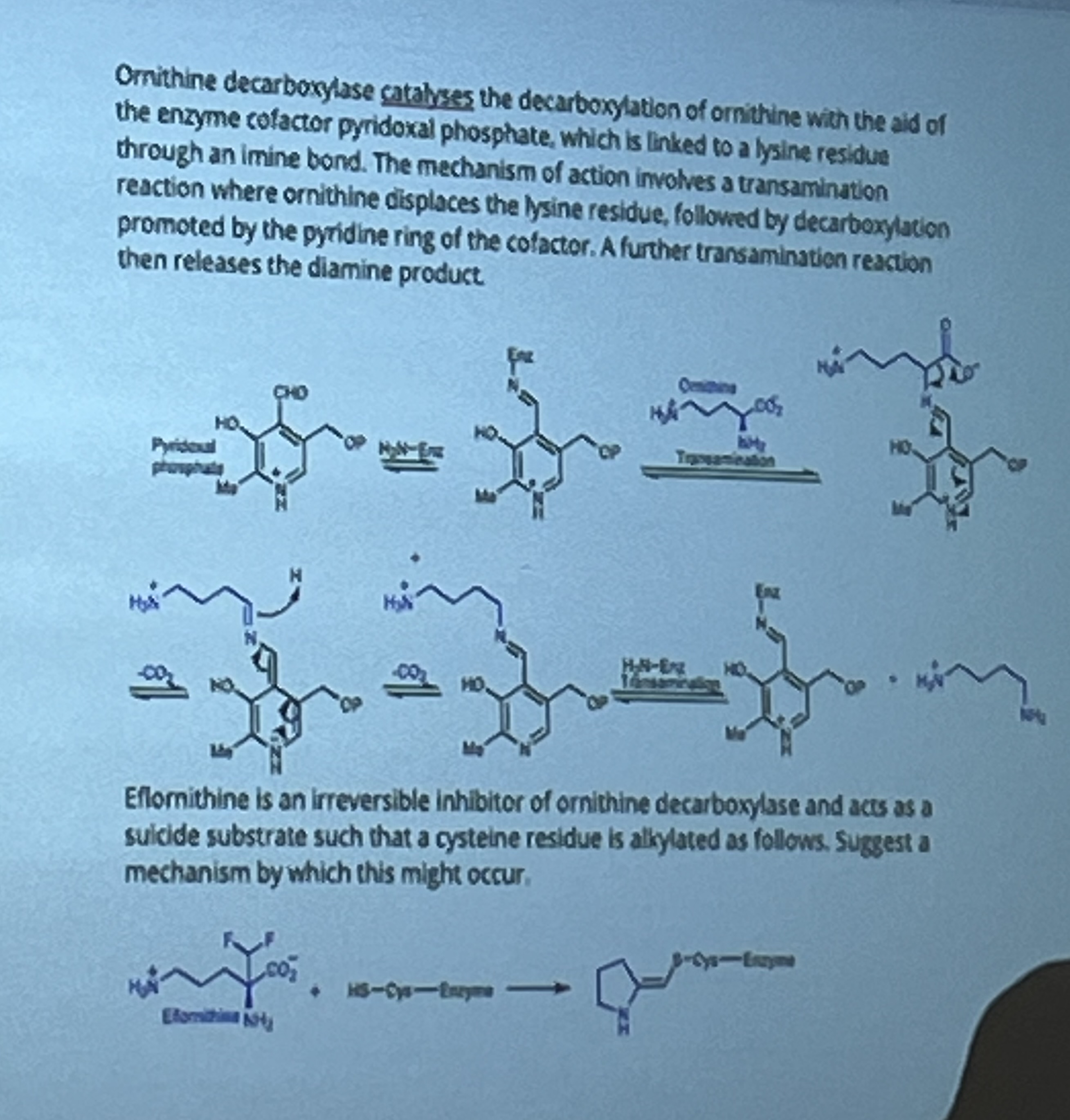 Solved Onvithine decarboxylase catalyses the decarboxylation | Chegg.com