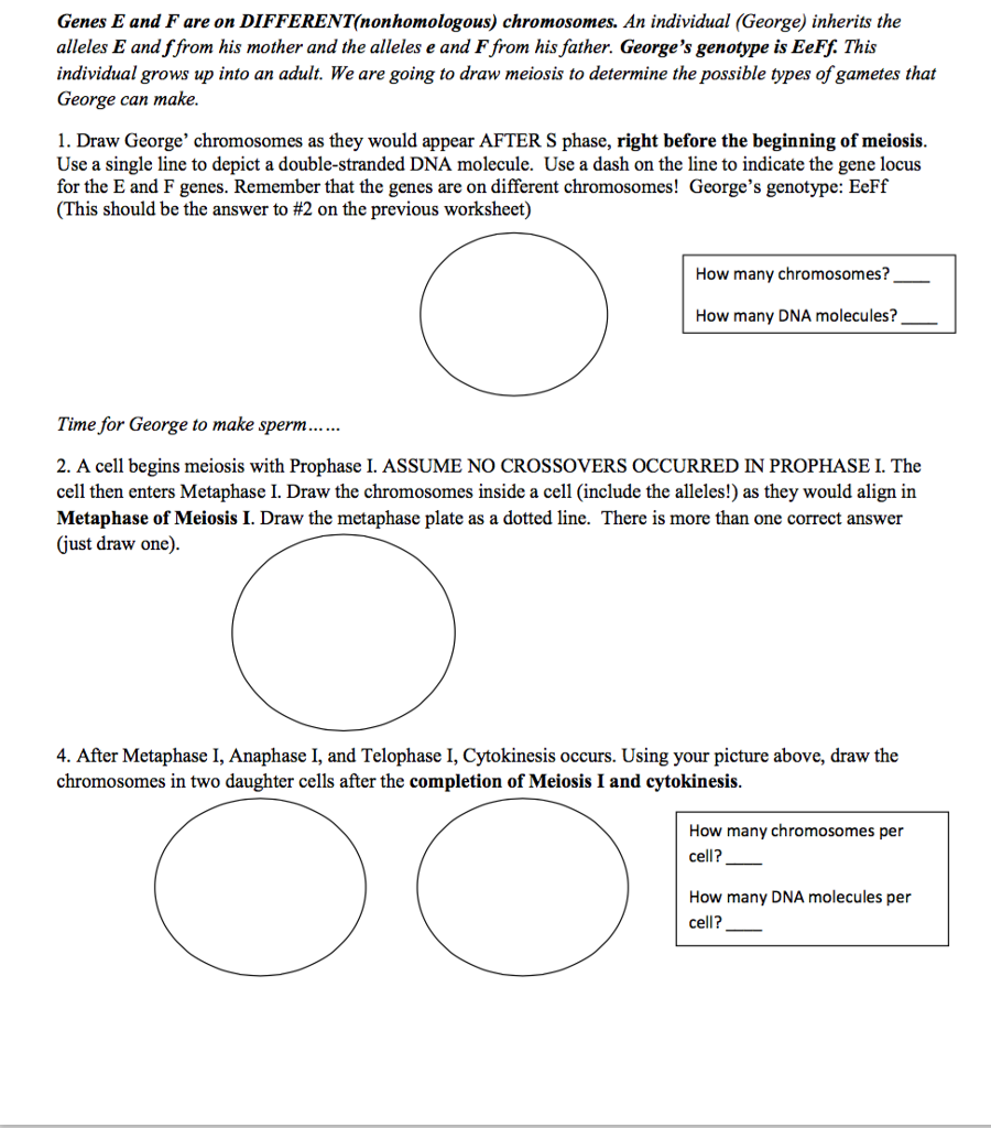 Dna And Genes Worksheet - Kid Worksheet Printable