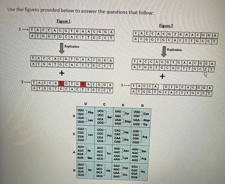 Solved (e) Suppose that the mutated DNA strand represented | Chegg.com