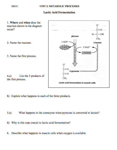 Solved SBI4U UNIT 2: METABOLIC PROCESSES Lactic Acid | Chegg.com