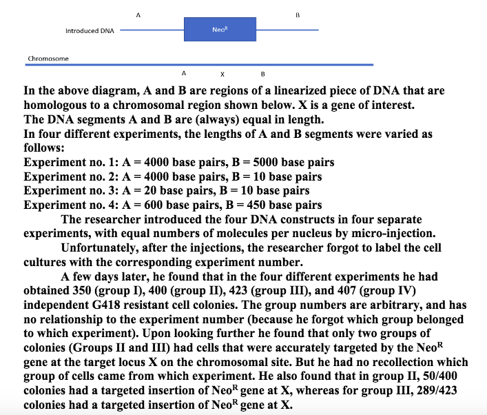 Solved A B Introduced DNA NeoR Chromosome A х B In the above | Chegg.com