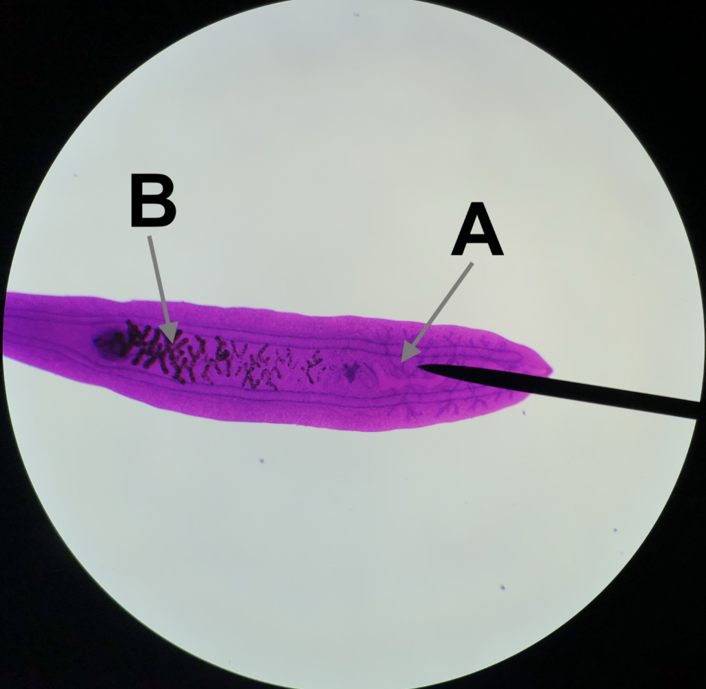 Solved Use the given microscope slides to identify | Chegg.com