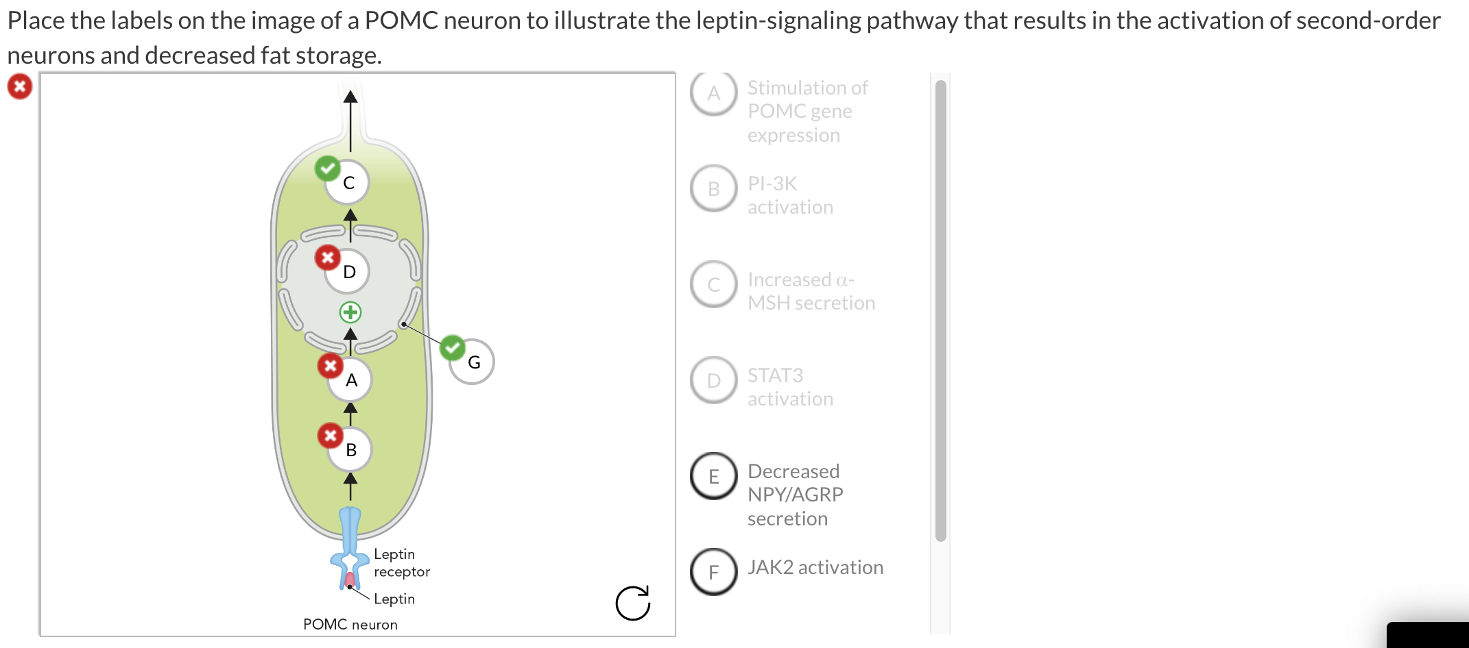 Solved Place the labels on the image of a POMC neuron to | Chegg.com