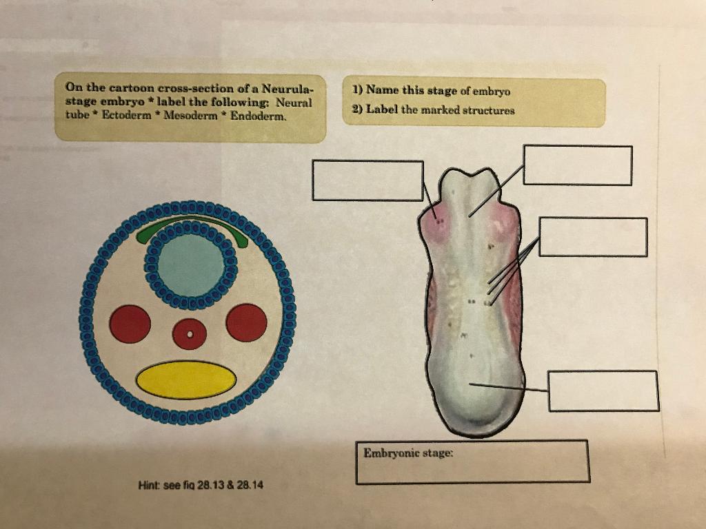 Solved On the cartoon cross-section of a Neurula- stage | Chegg.com