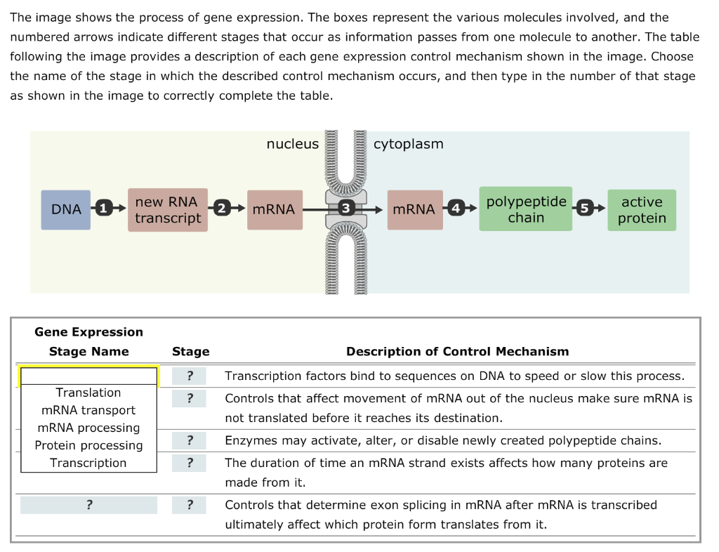 Solved The image shows the process of gene expression. The | Chegg.com