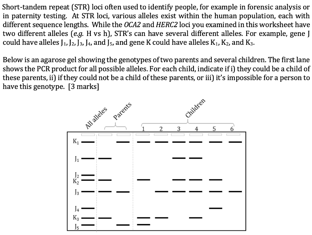 Solved Short-tandem repeat (STR) loci often used to identify | Chegg.com