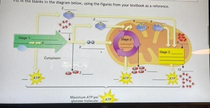 Solved the blanks in the diagram below, using the figures | Chegg.com