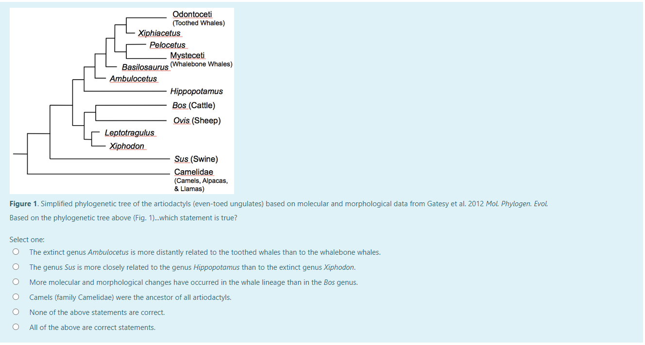 Solved Odontoceti (Toothed Whales) Xiphiacetus Pelocetus | Chegg.com