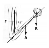 Solved A 35‐N (A) hand/forearm are held at a 45° angle to | Chegg.com