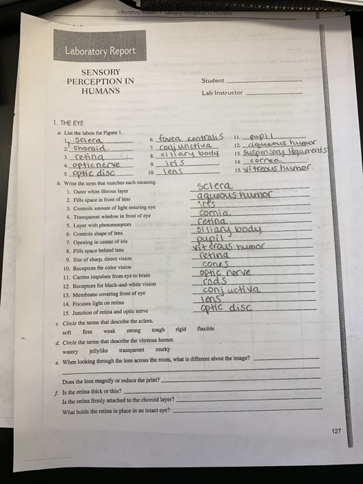 Solved Laboratory Report SENSORY PERCEPTION IN HUMANS | Chegg.com