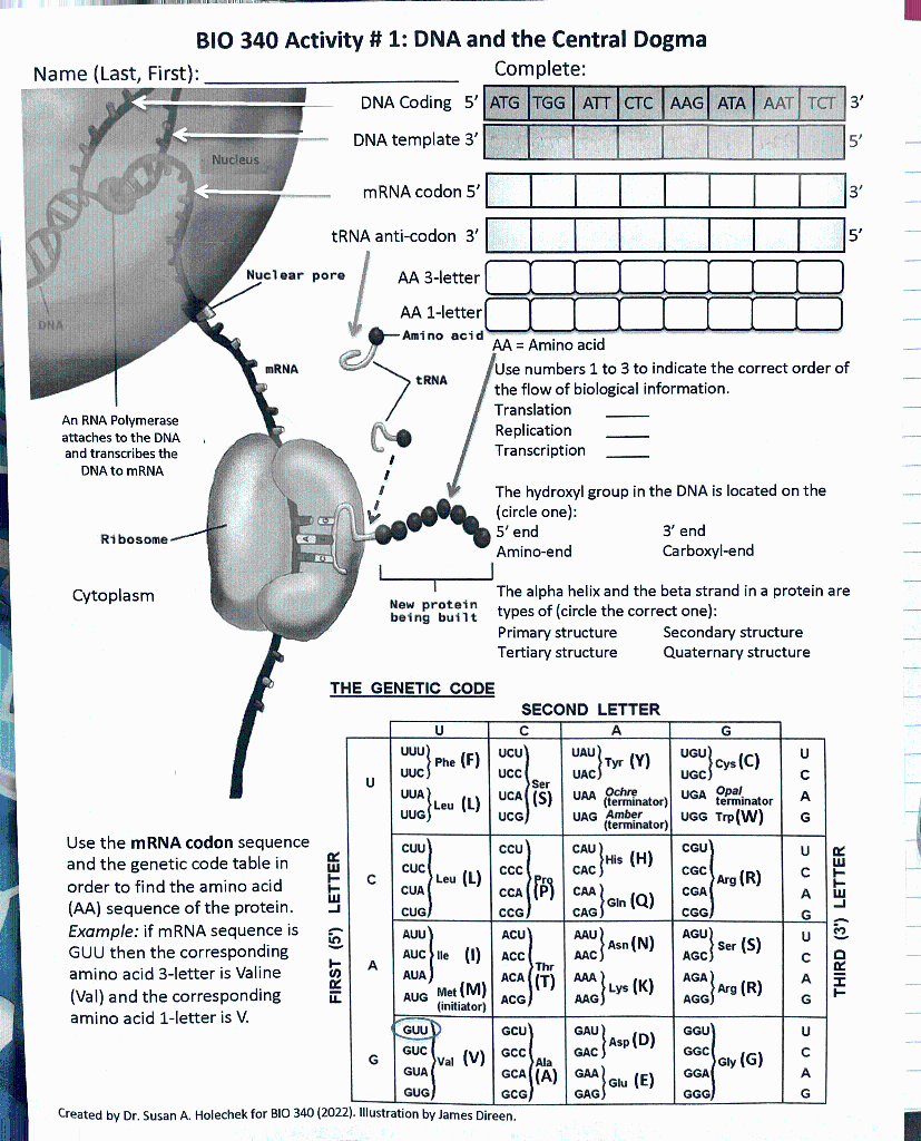 Solved BIO 340 Activity # 1: DNA and the Central Dogma Name | Chegg.com