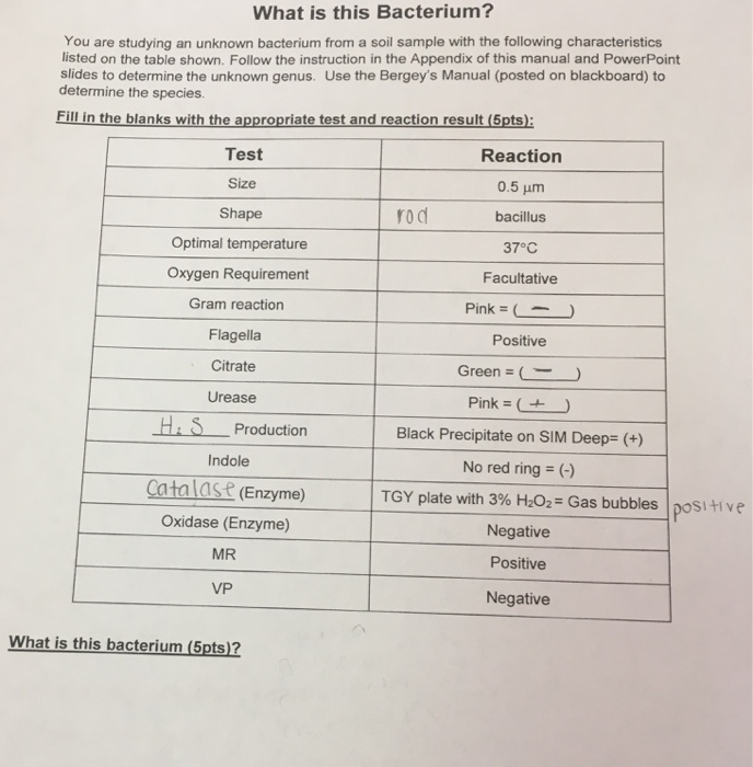 Solved Need help identifying this Bacterium. Im not sure | Chegg.com