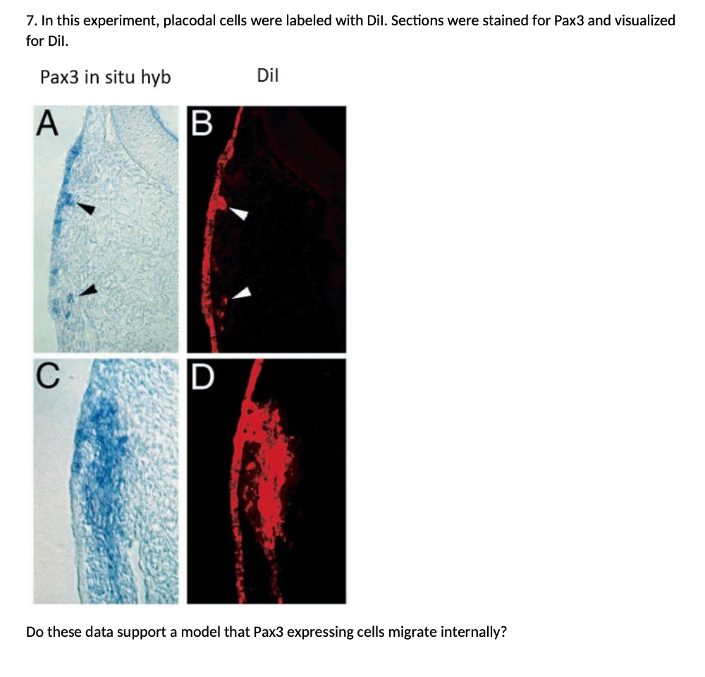 7. In this experiment, placodal cells were labeled | Chegg.com