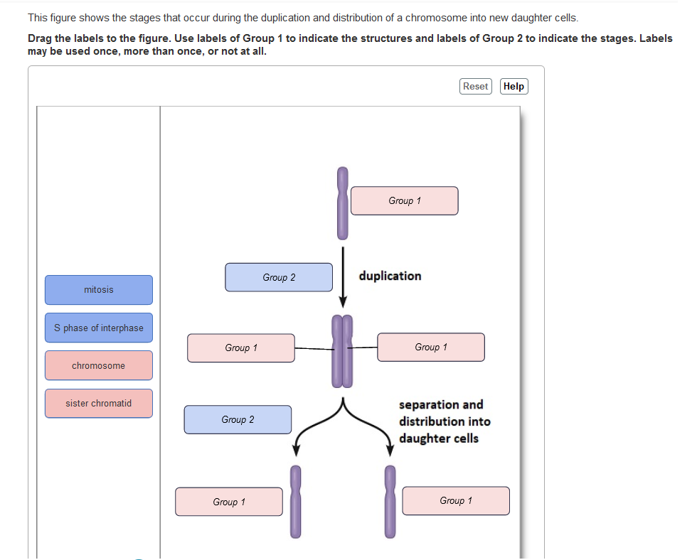 Solved This figure shows the stages that occur during the | Chegg.com