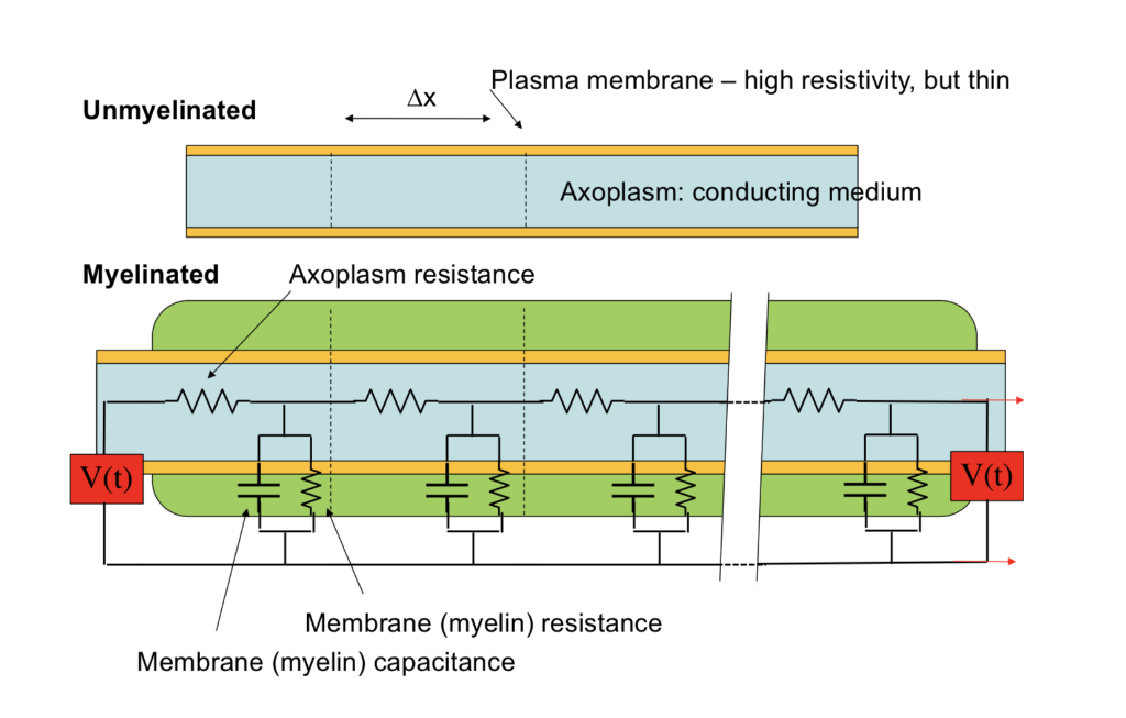 Problem 2. The resistor-capacitor network model we | Chegg.com