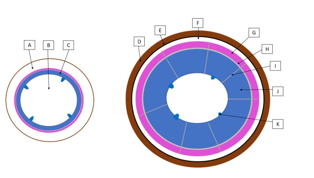Solved Below are drawings of stems sections taken from the | Chegg.com