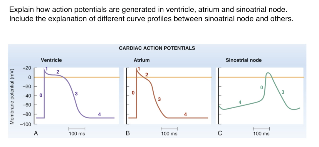 Solved Explain how action potentials are generated in | Chegg.com