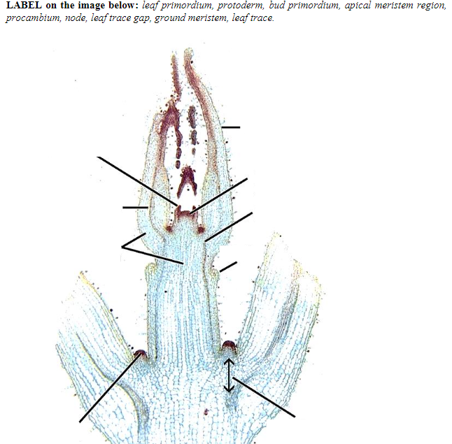 Solved LABEL on the image below: leaf primordium, protoderm, | Chegg.com