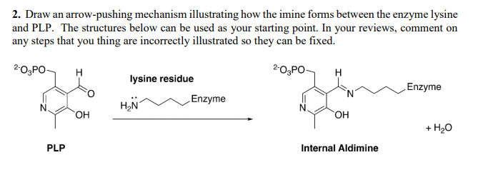 Solved Imines are important biochemical functional groups | Chegg.com