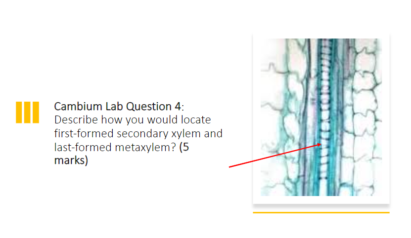 Solved Cambium Lab Question 4: Describe how you would locate | Chegg.com