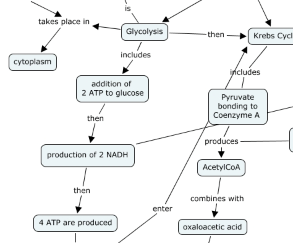 Cellular Respiration And Photosynthesis Concept Map Cellular Respiration And Photosynthesis Concept Map