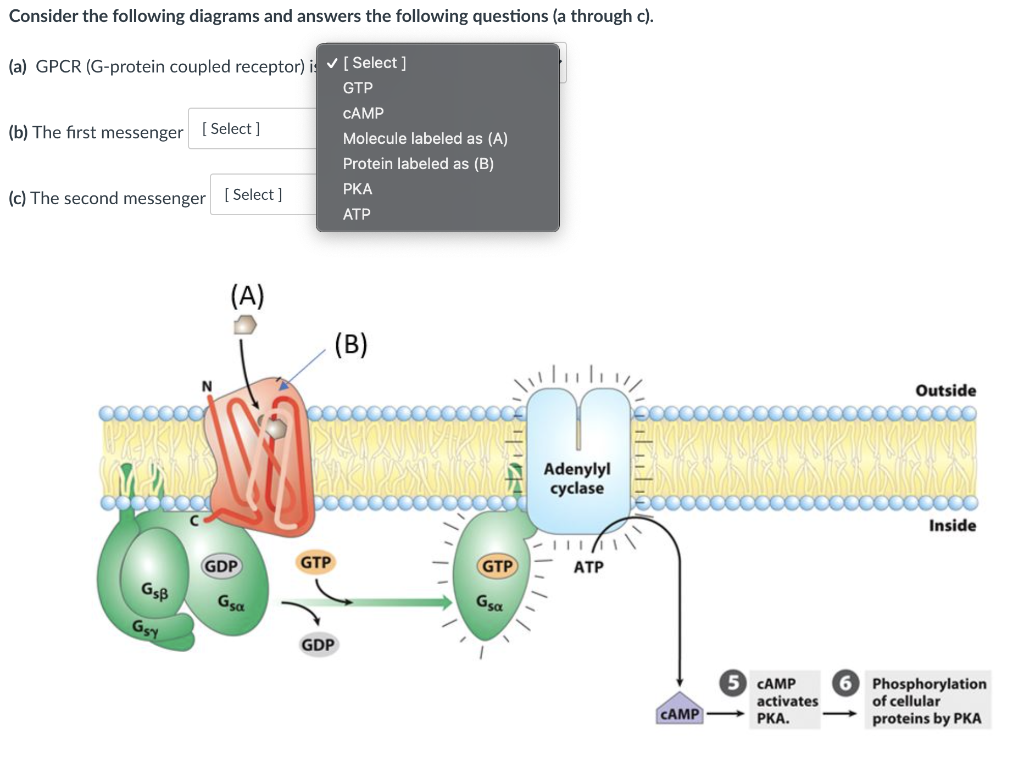 Solved Consider the following diagrams and answers the | Chegg.com