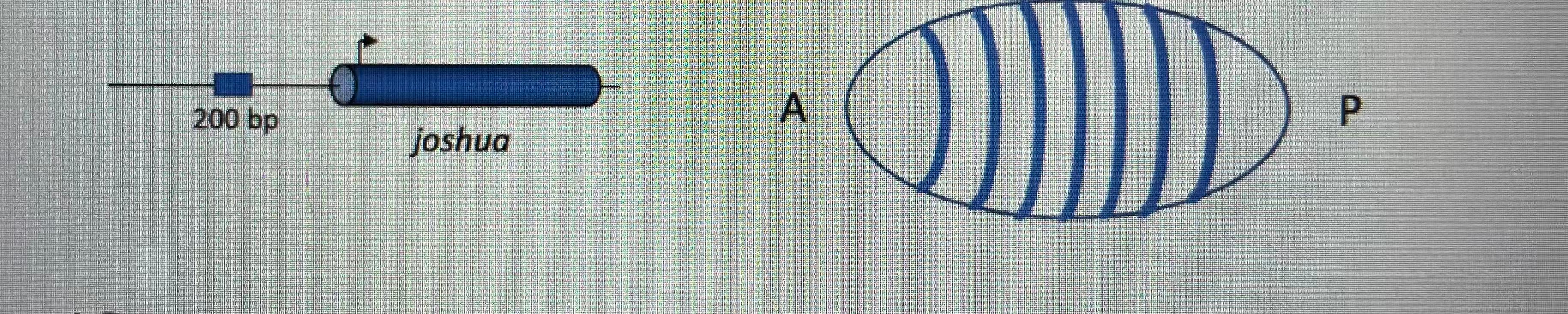 Solved Joshua is a gene involved in anterior | Chegg.com