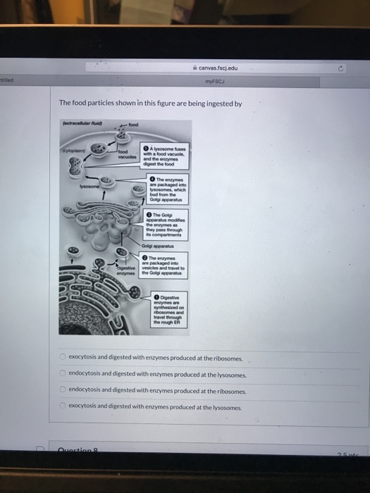 Solved canvas.fscj.edu The food particles shown in this | Chegg.com