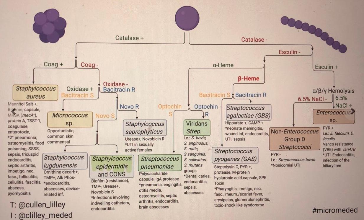 Solved Describe what is known about Streptococcus mitis | Chegg.com