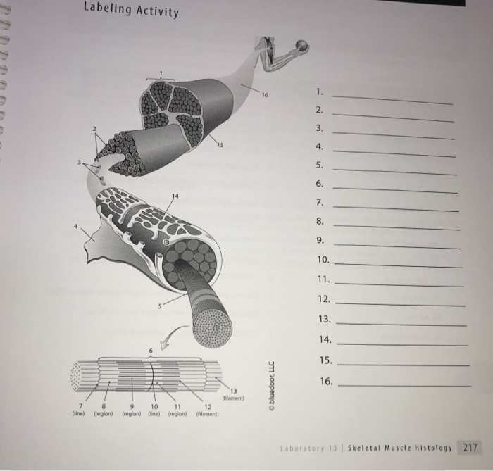 Solved Labeling Activity 16 2. 3. 4 6. 7. 8. 9 10 12. 13 14 | Chegg.com